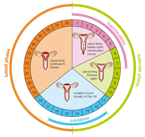 5 motive ca sa iti monitorizezi ciclul menstrual