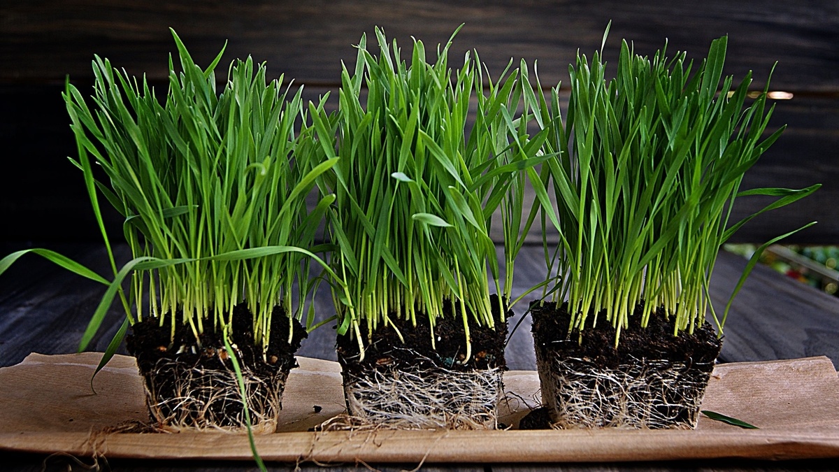 Tradiție și distracție: Grâu la încolţit, de Sfântul Andrei!