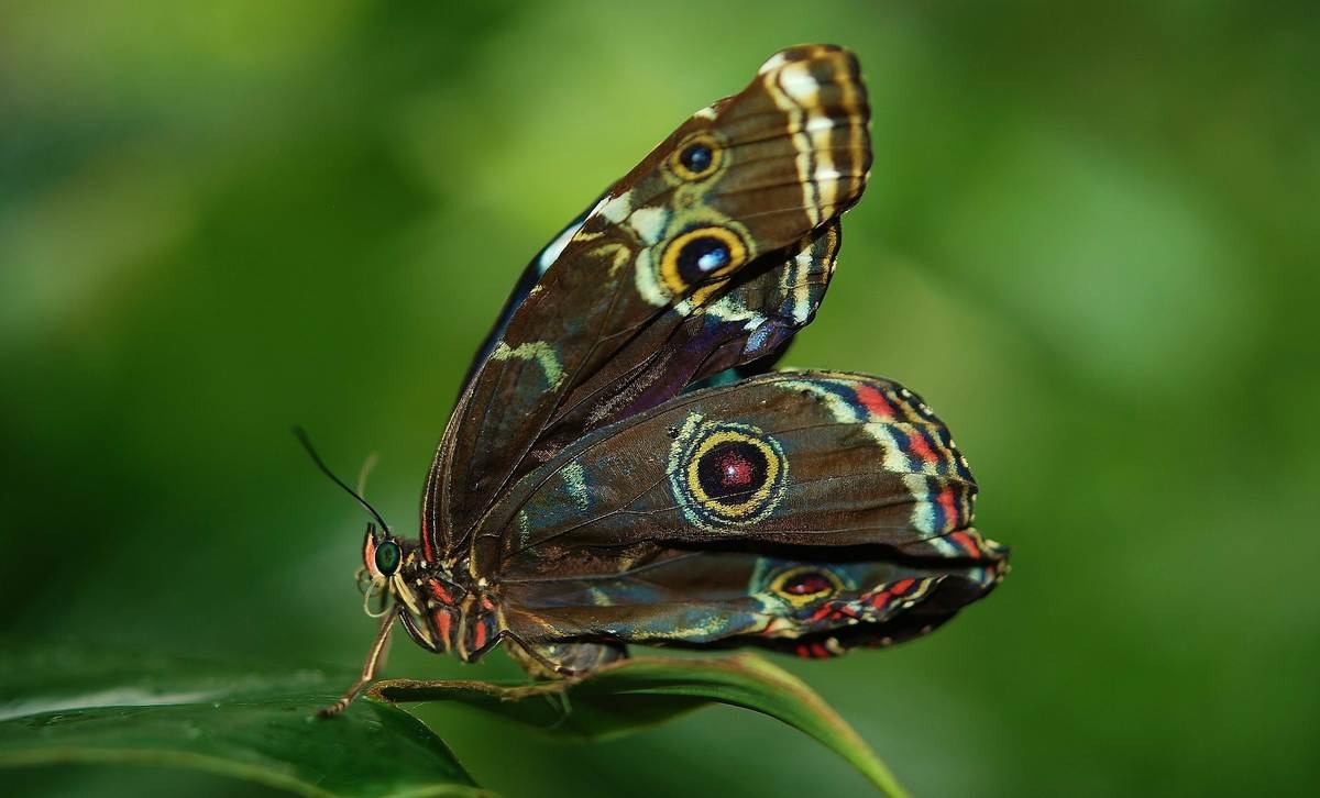 Expoziţie de fluturi tropicali şi Hippie Flower Power